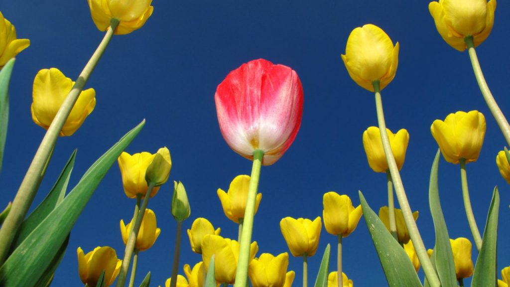 Keukenhoff, Taman Bunga Tulip di Belanda – Blog Kamar Pelajar